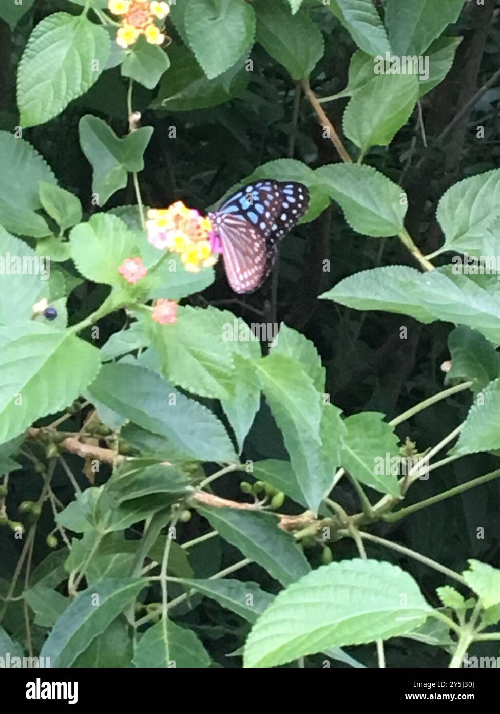 Ideopsis similis hi-res stock photography and images - Alamy