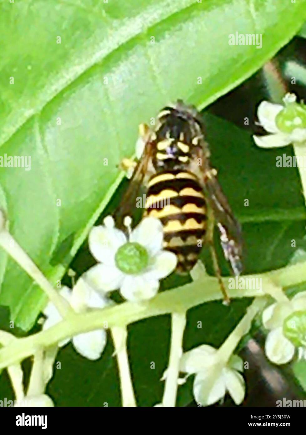 Common Aerial Yellowjacket (Dolichovespula arenaria) Insecta Stock ...