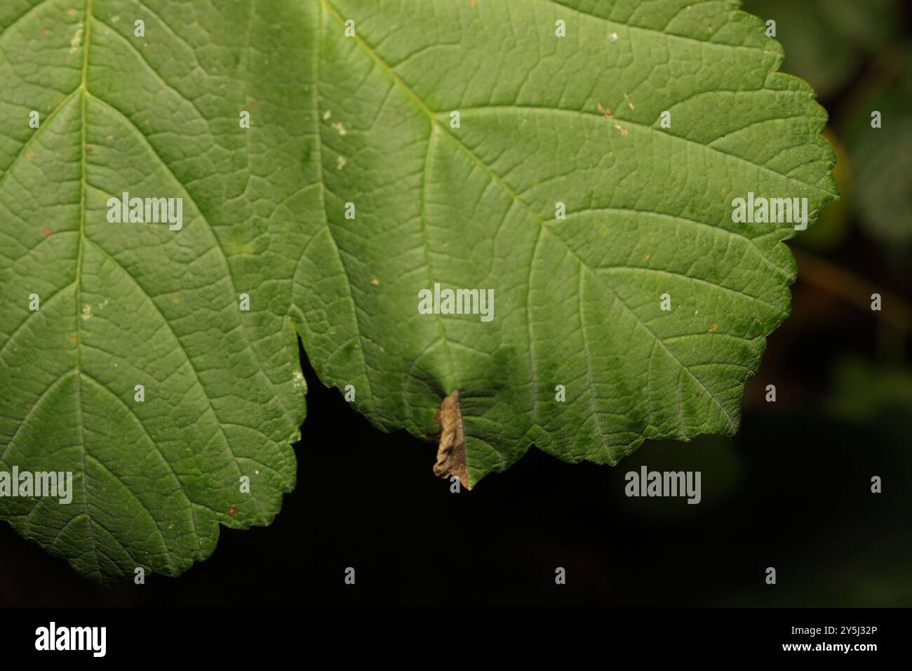 Sycamore Midget (Phyllonorycter geniculella) Insecta Stock Photo - Alamy