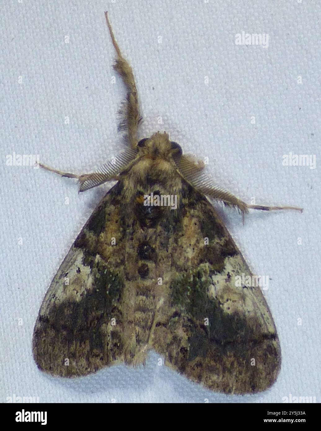 Southern Tussock Moth (Dasychira meridionalis) Insecta Stock Photo - Alamy