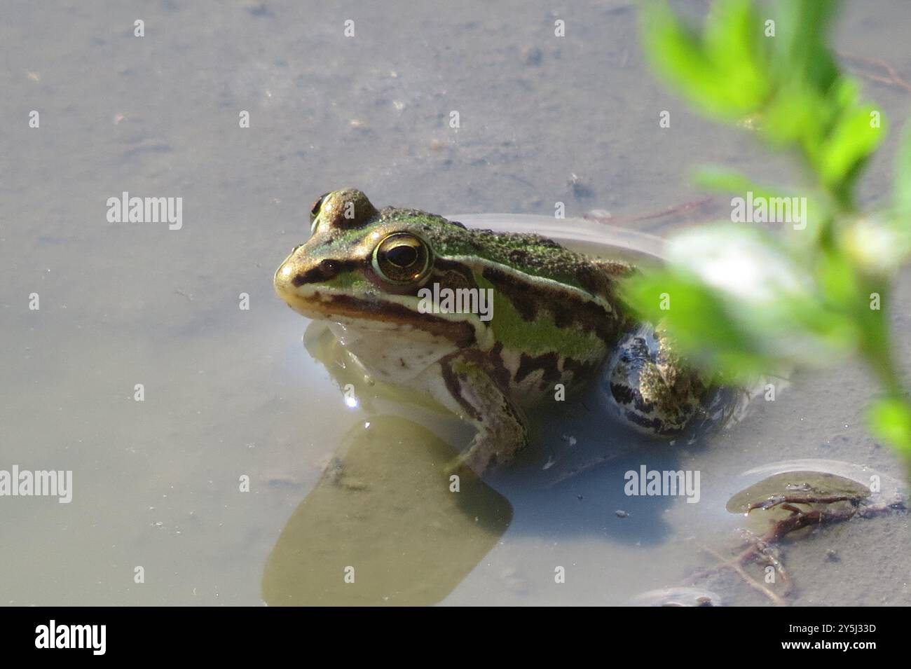Pool frog complex and its kleptons (Pelophylax lessonae) Amphibia Stock ...