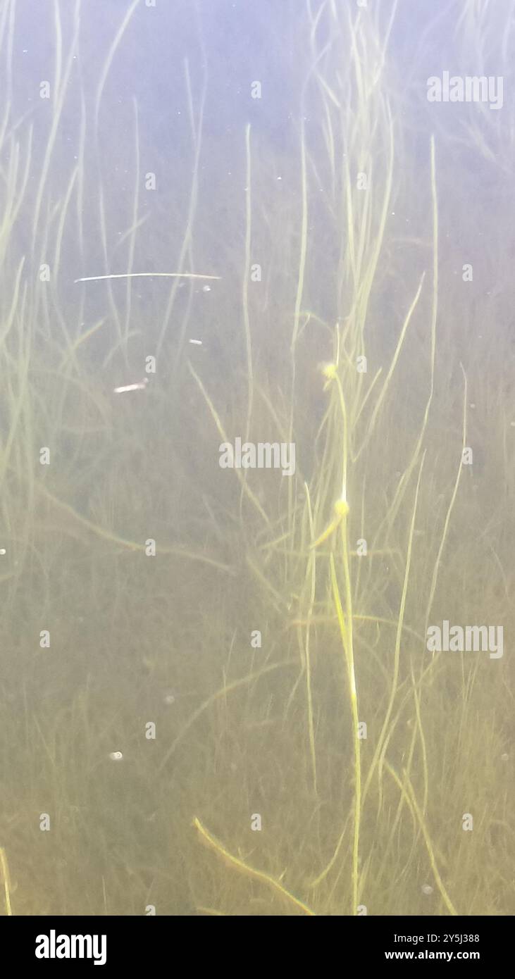 monocots (Liliopsida) Plantae Stock Photo - Alamy