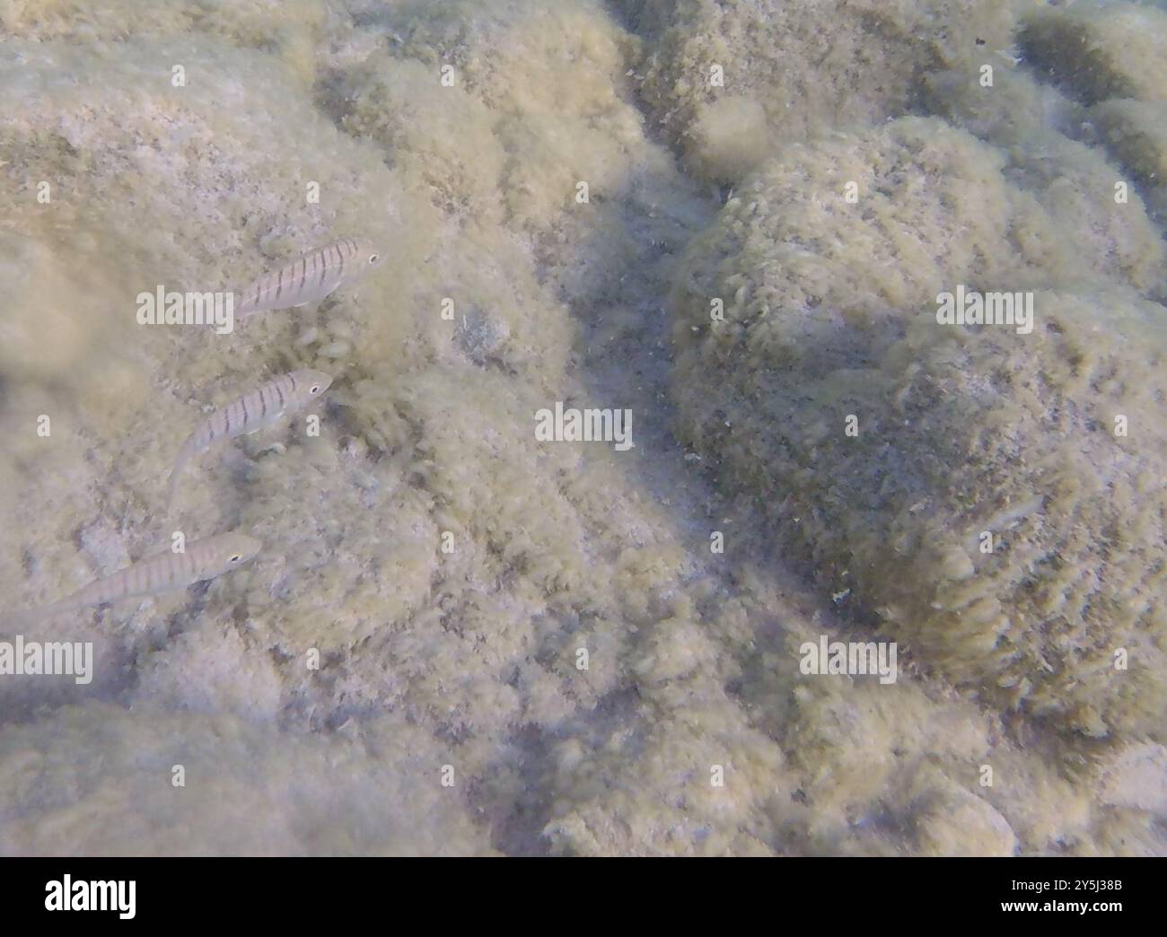 Striped Seabream (Lithognathus mormyrus) Actinopterygii Stock Photo - Alamy