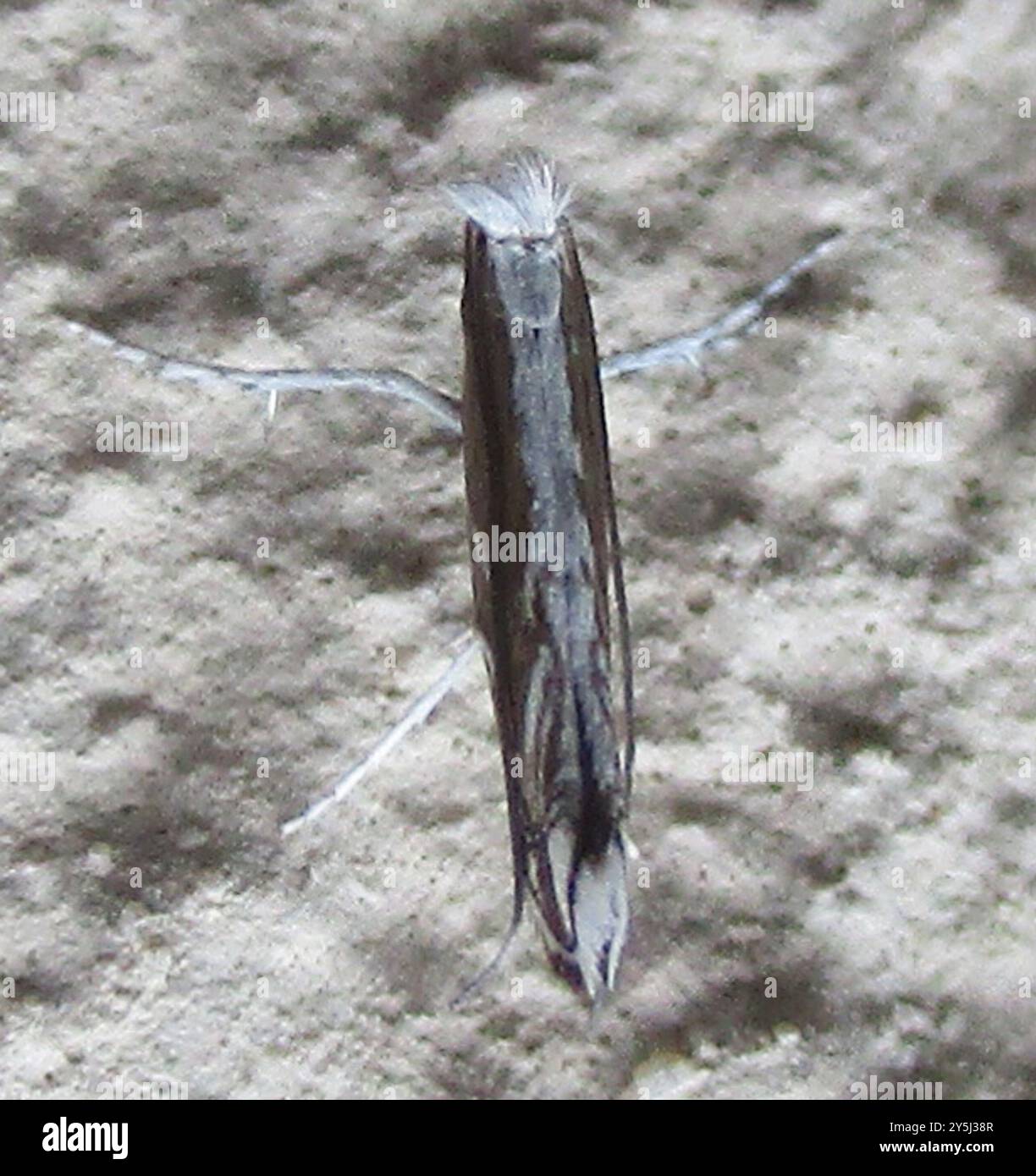Leaf Blotch Miner Moths (Gracillariidae) Insecta Stock Photo - Alamy