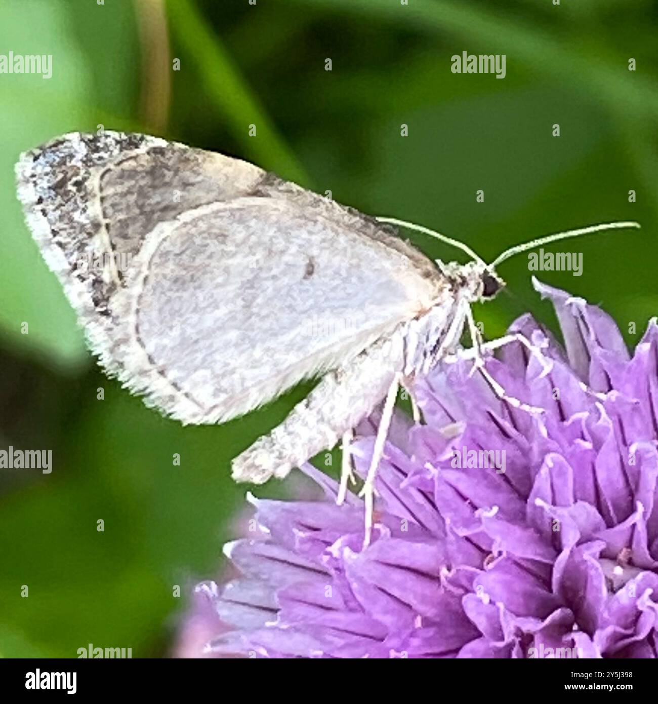 Carpet Moths (Larentiinae) Insecta Stock Photo - Alamy