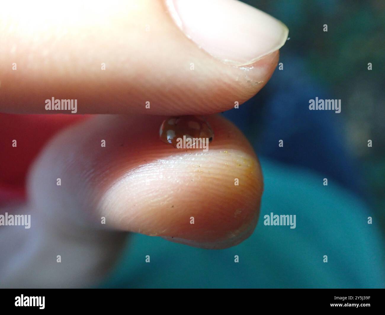 Little Arboreal Lady Beetle (Calvia decemguttata) Insecta Stock Photo ...
