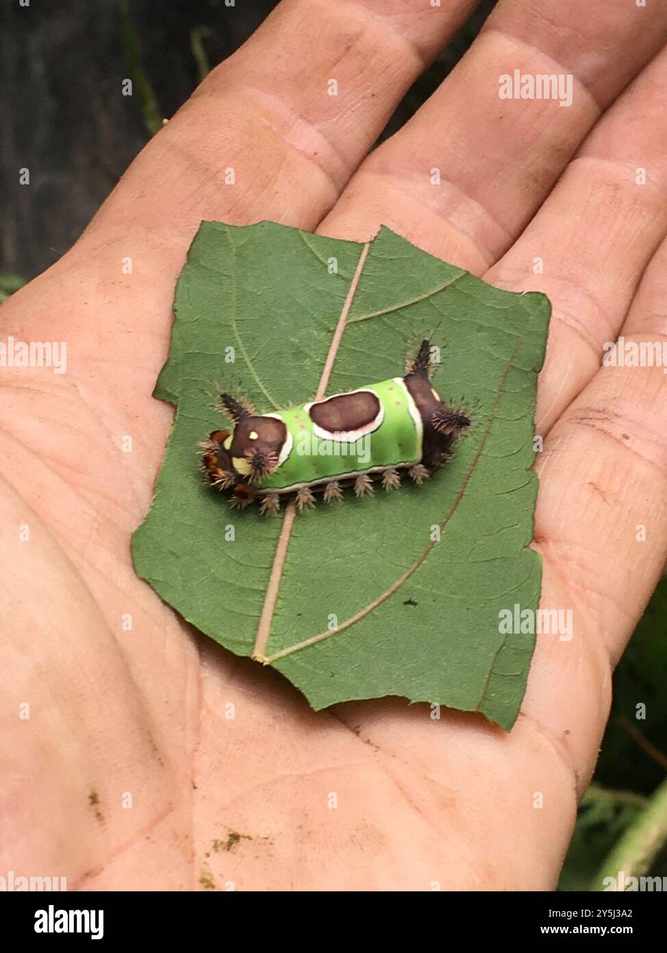 Saddleback Caterpillar Moth (Acharia stimulea) Insecta Stock Photo - Alamy