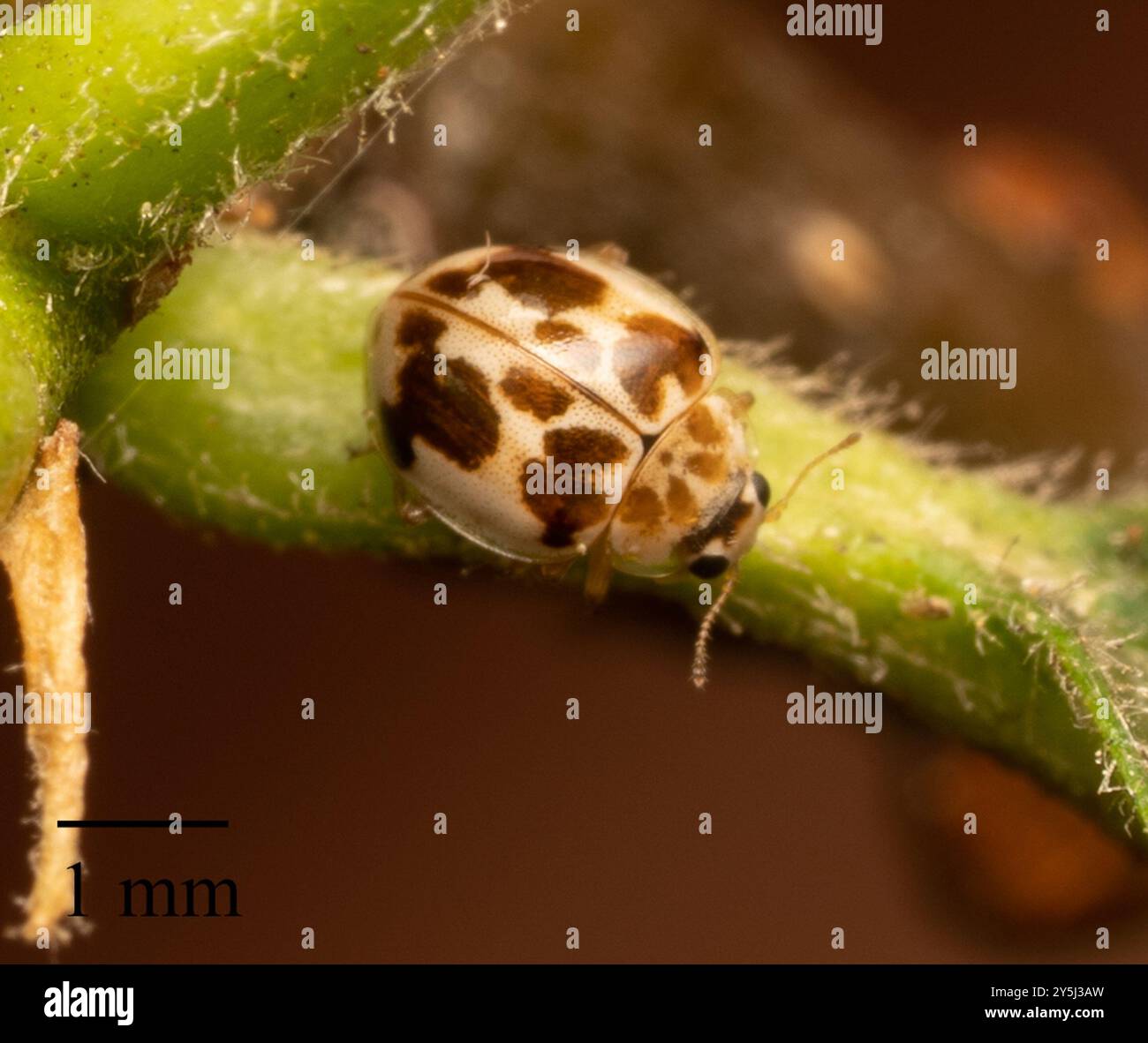 Twenty-spotted Lady Beetle (Psyllobora vigintimaculata) Insecta Stock ...