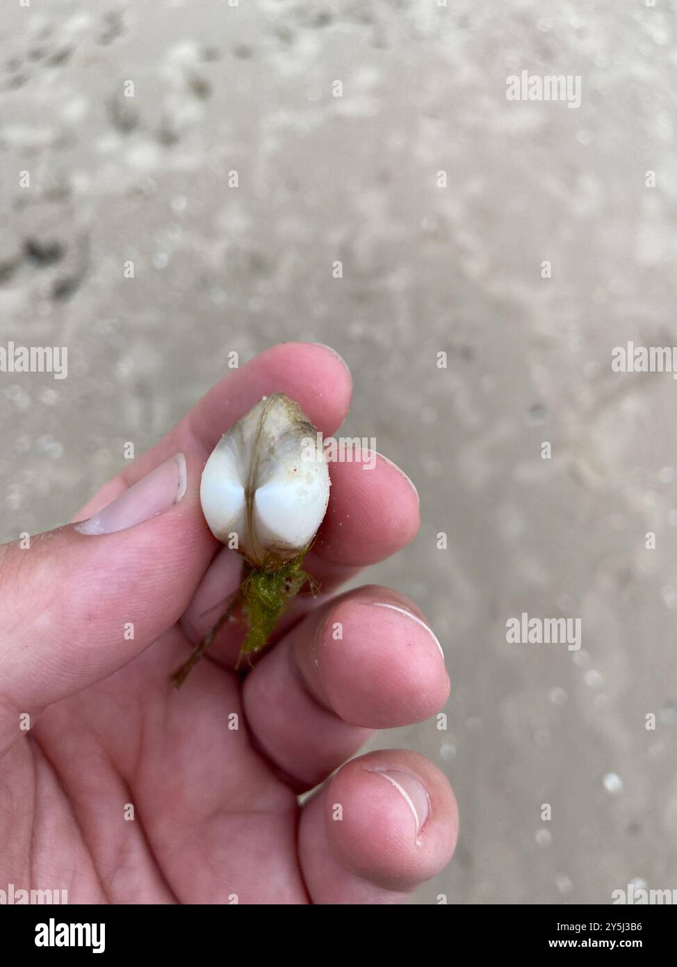 Atlantic Rangia (Rangia cuneata) Mollusca Stock Photo - Alamy