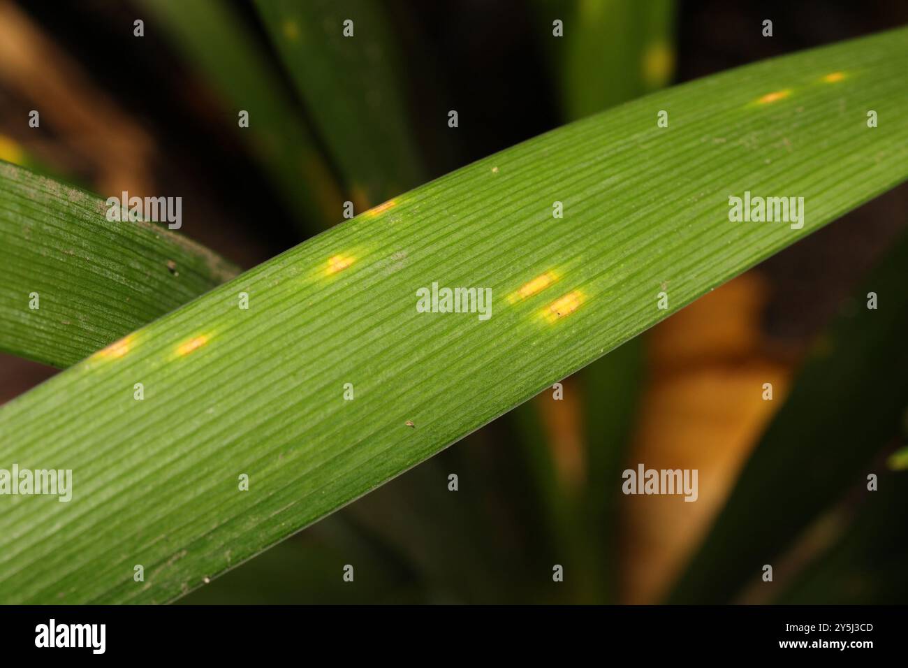 iris rust (Puccinia iridis) Fungi Stock Photo - Alamy