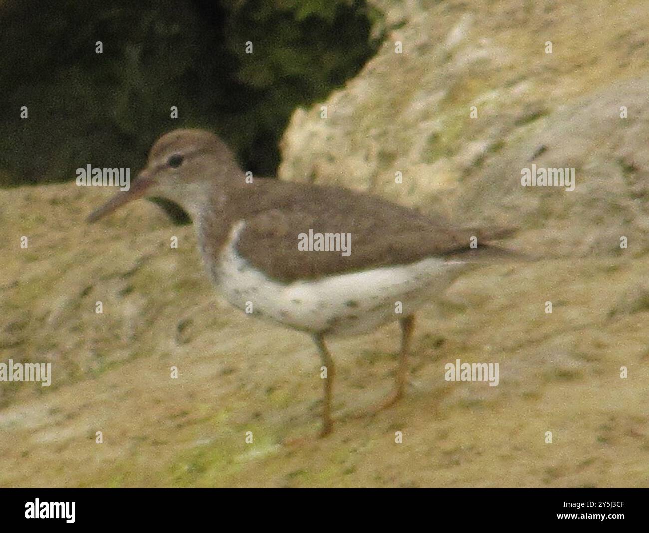 Spotted Sandpiper (Actitis macularius) Aves Stock Photo - Alamy