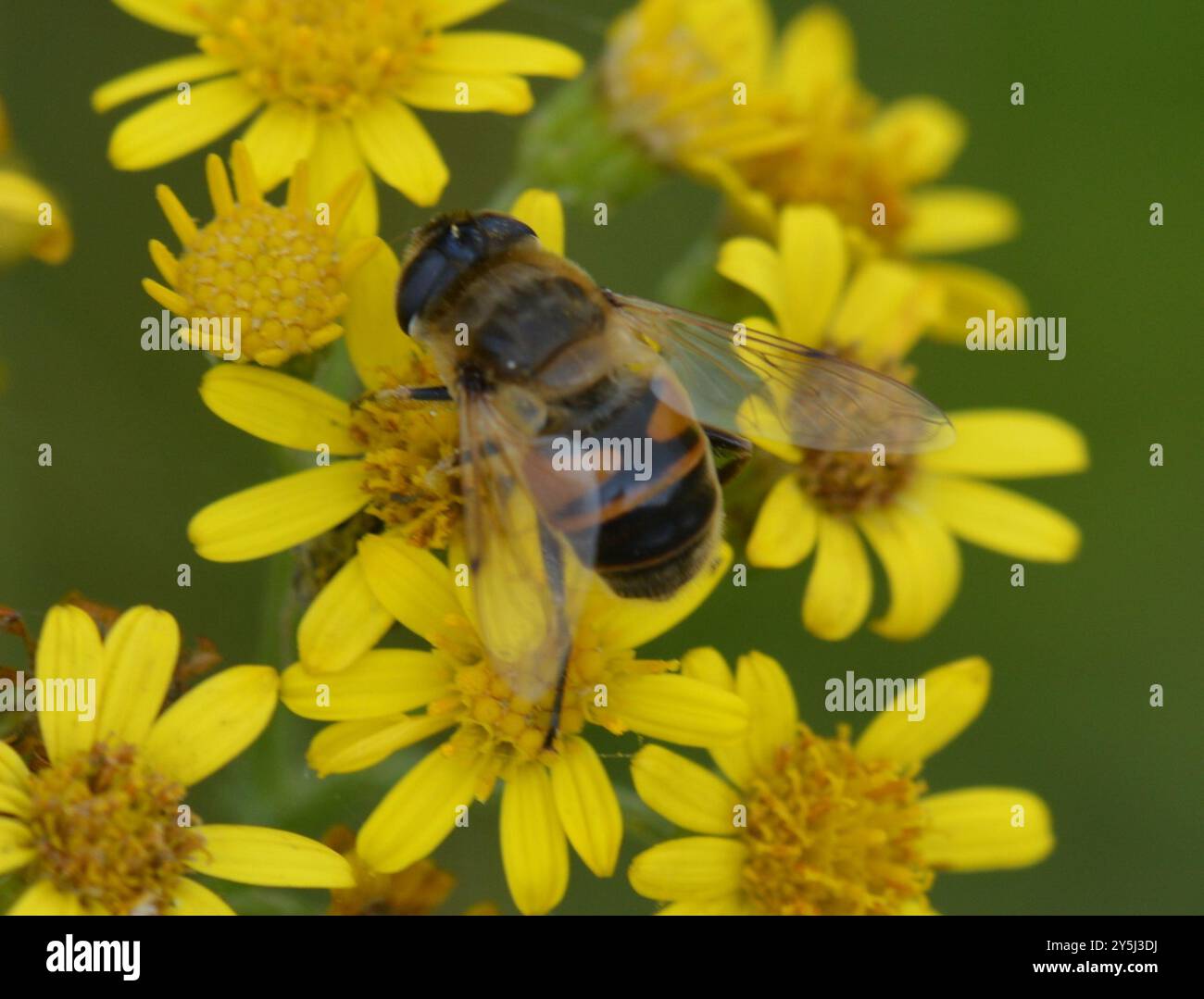 Common Drone Fly (Eristalis tenax) Insecta Stock Photo - Alamy