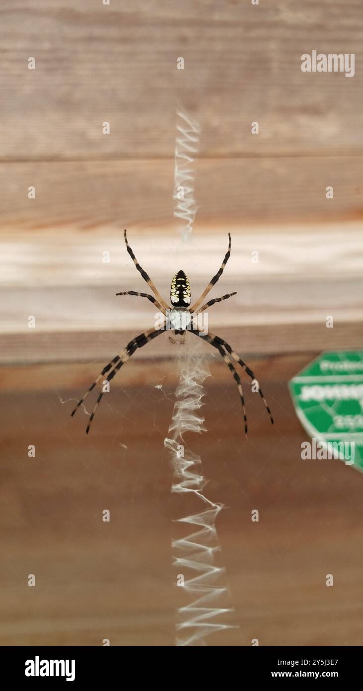 Yellow Garden Spider (Argiope aurantia) Arachnida Stock Photo - Alamy