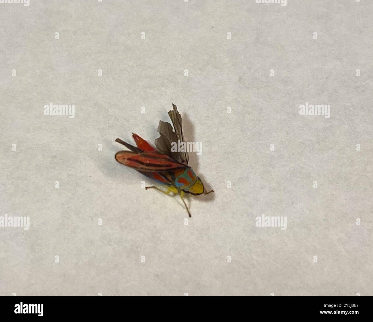 Red-banded Leafhopper (Graphocephala coccinea) Insecta Stock Photo - Alamy