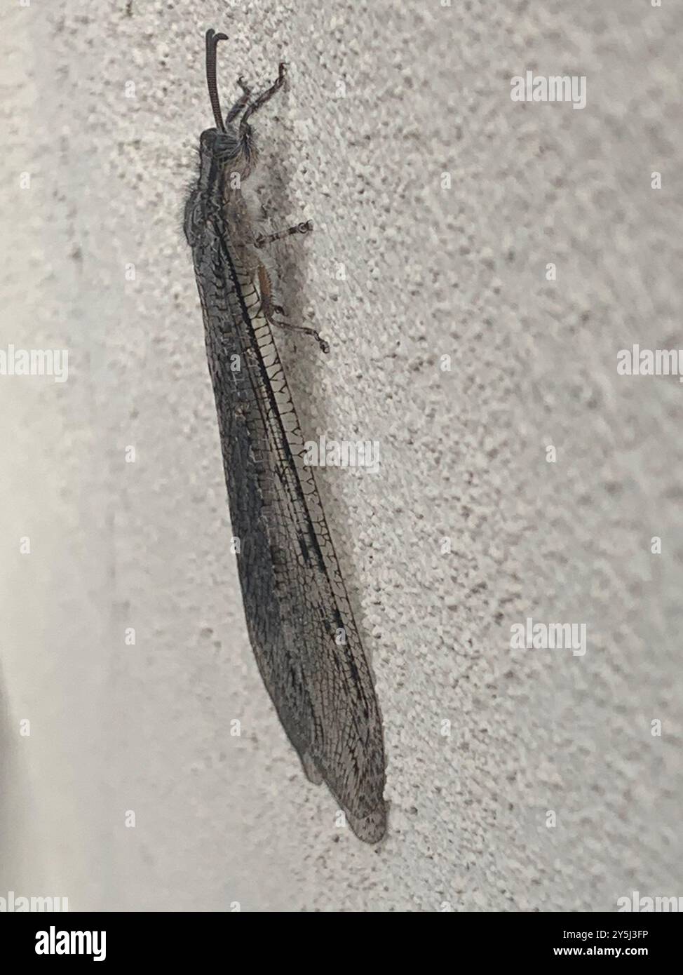 (Vella fallax) Insecta Stock Photo - Alamy