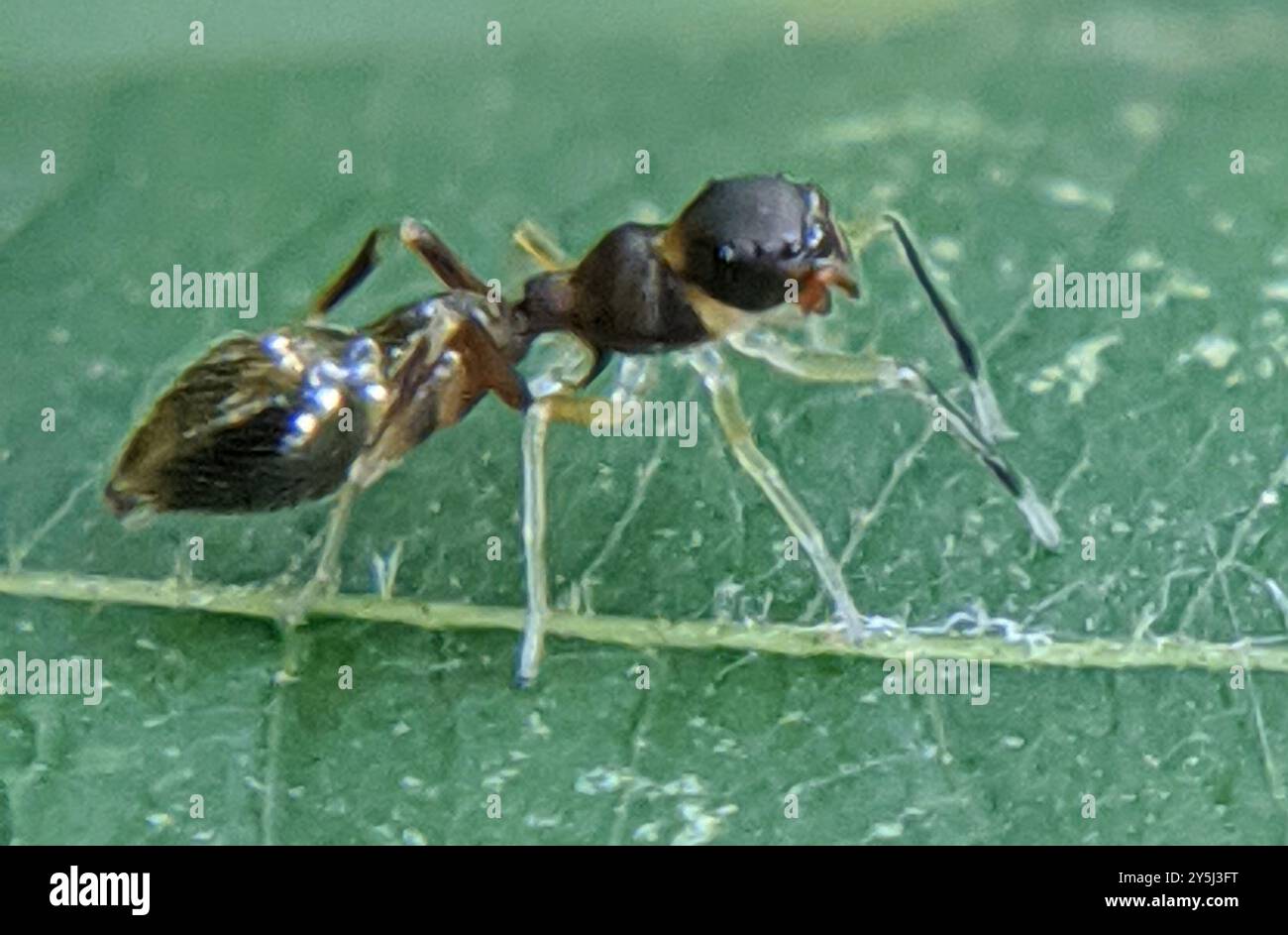 Slender Ant-mimic Jumping Spider (Synemosyna formica) Arachnida Stock ...