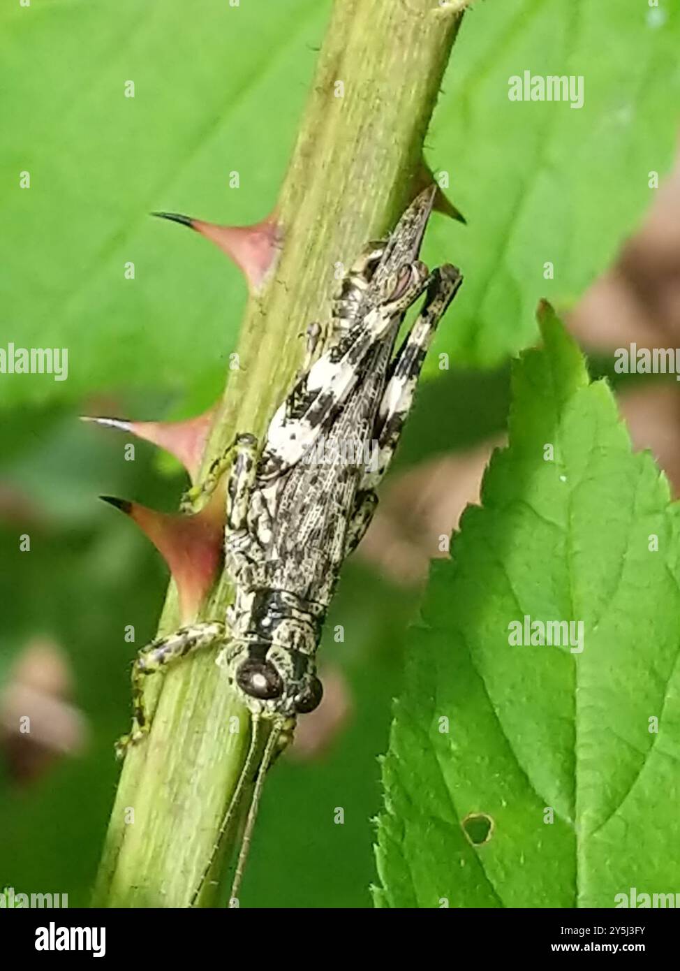 Pine tree Spur-throat Grasshopper (Melanoplus punctulatus) Insecta ...