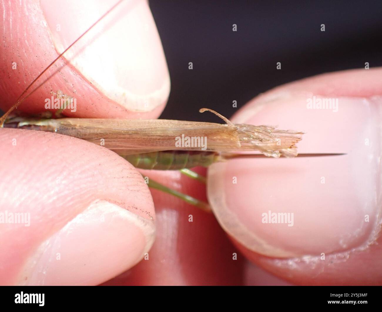 Long-winged Conehead (Conocephalus fuscus) Insecta Stock Photo - Alamy