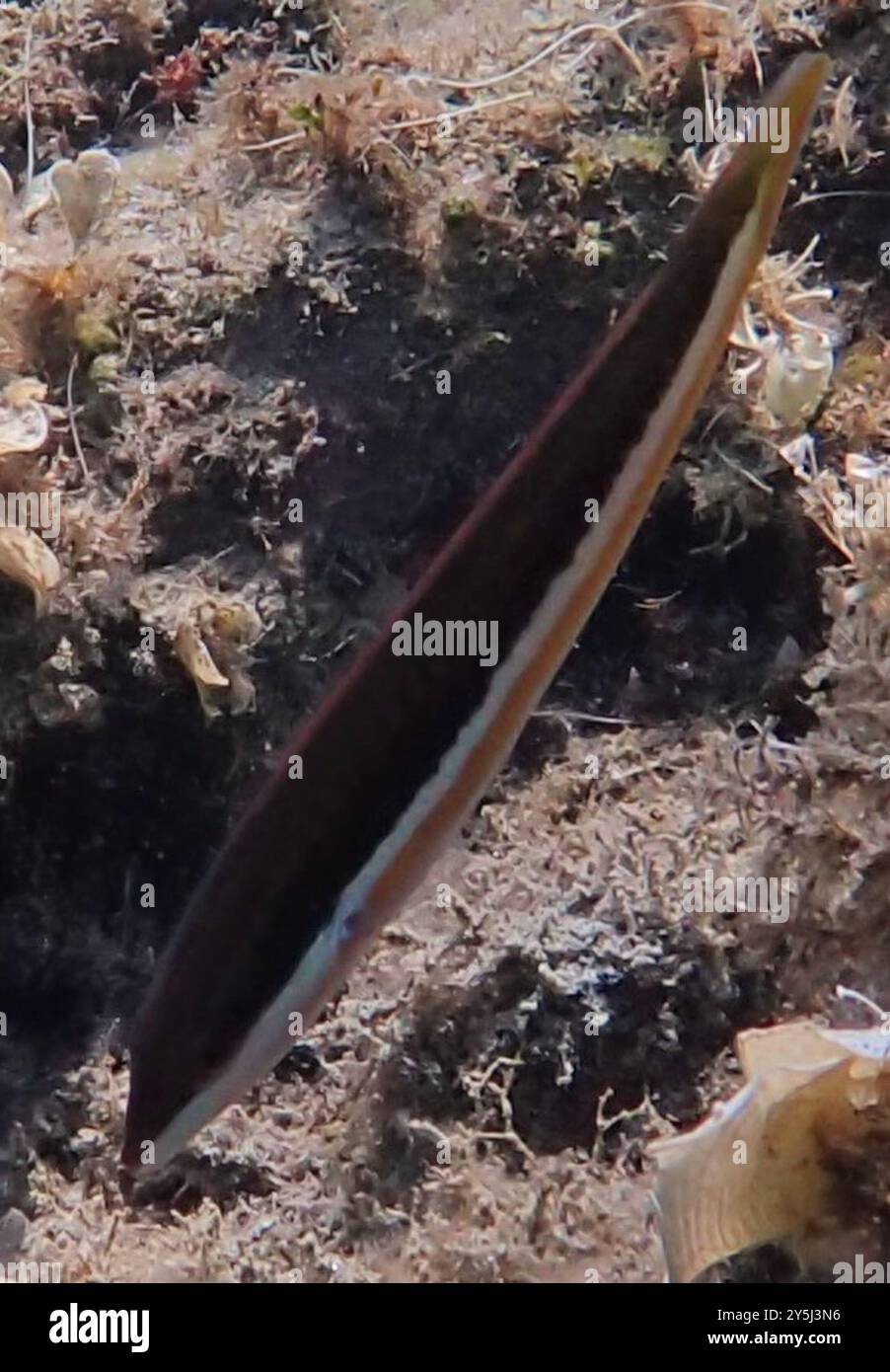 Mediterranean Rainbow Wrasse (Coris julis) Actinopterygii Stock Photo ...