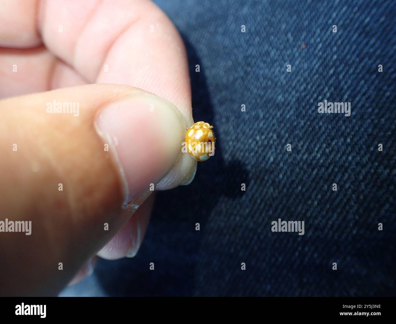 Little Arboreal Lady Beetle (Calvia decemguttata) Insecta Stock Photo ...