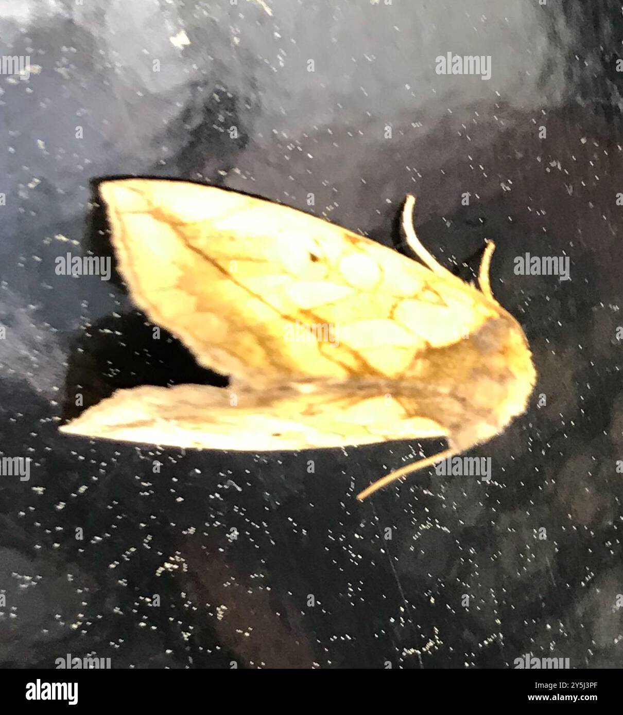 Gold Moth (Basilodes pepita) Insecta Stock Photo - Alamy