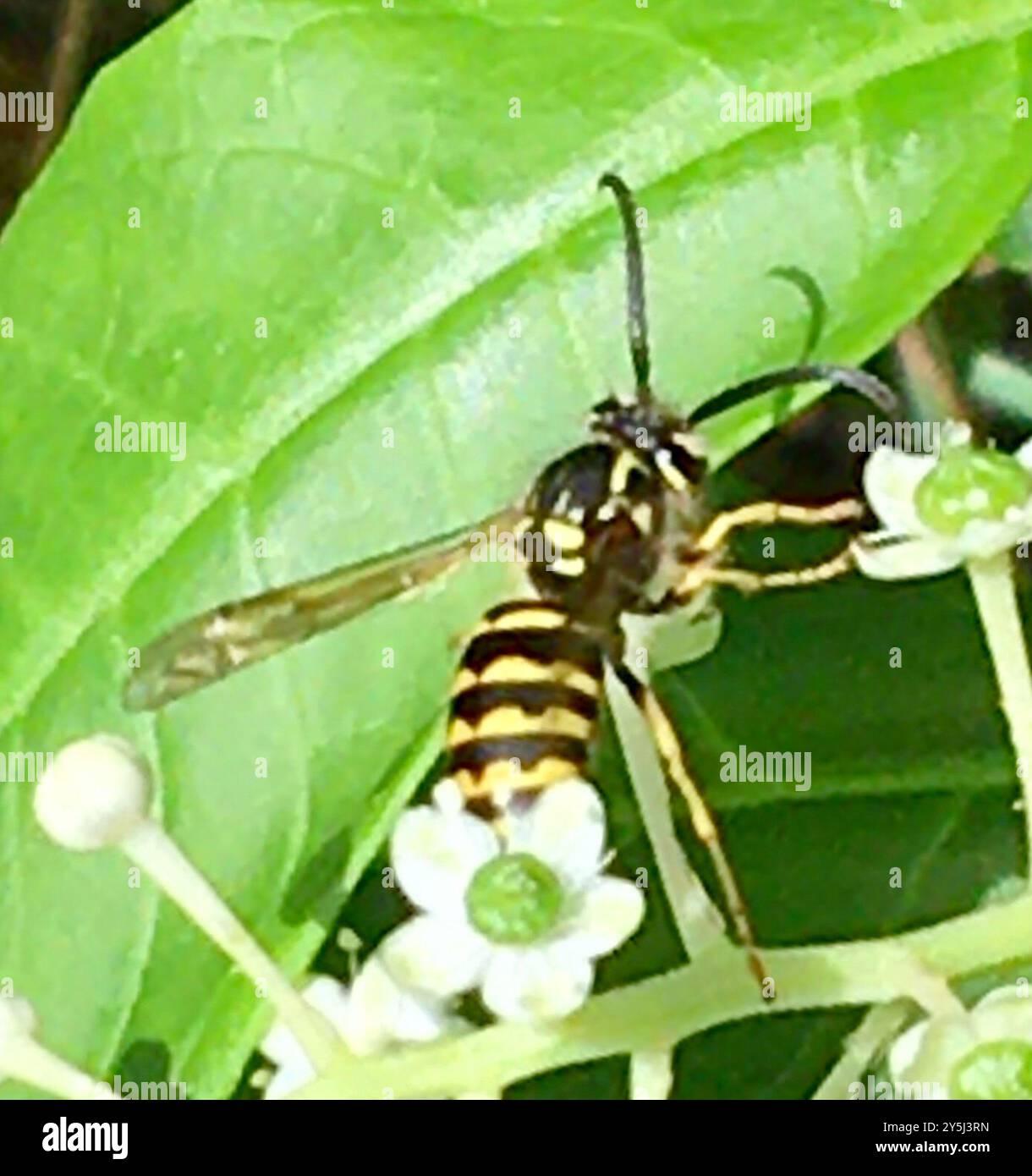 Common Aerial Yellowjacket (Dolichovespula arenaria) Insecta Stock ...