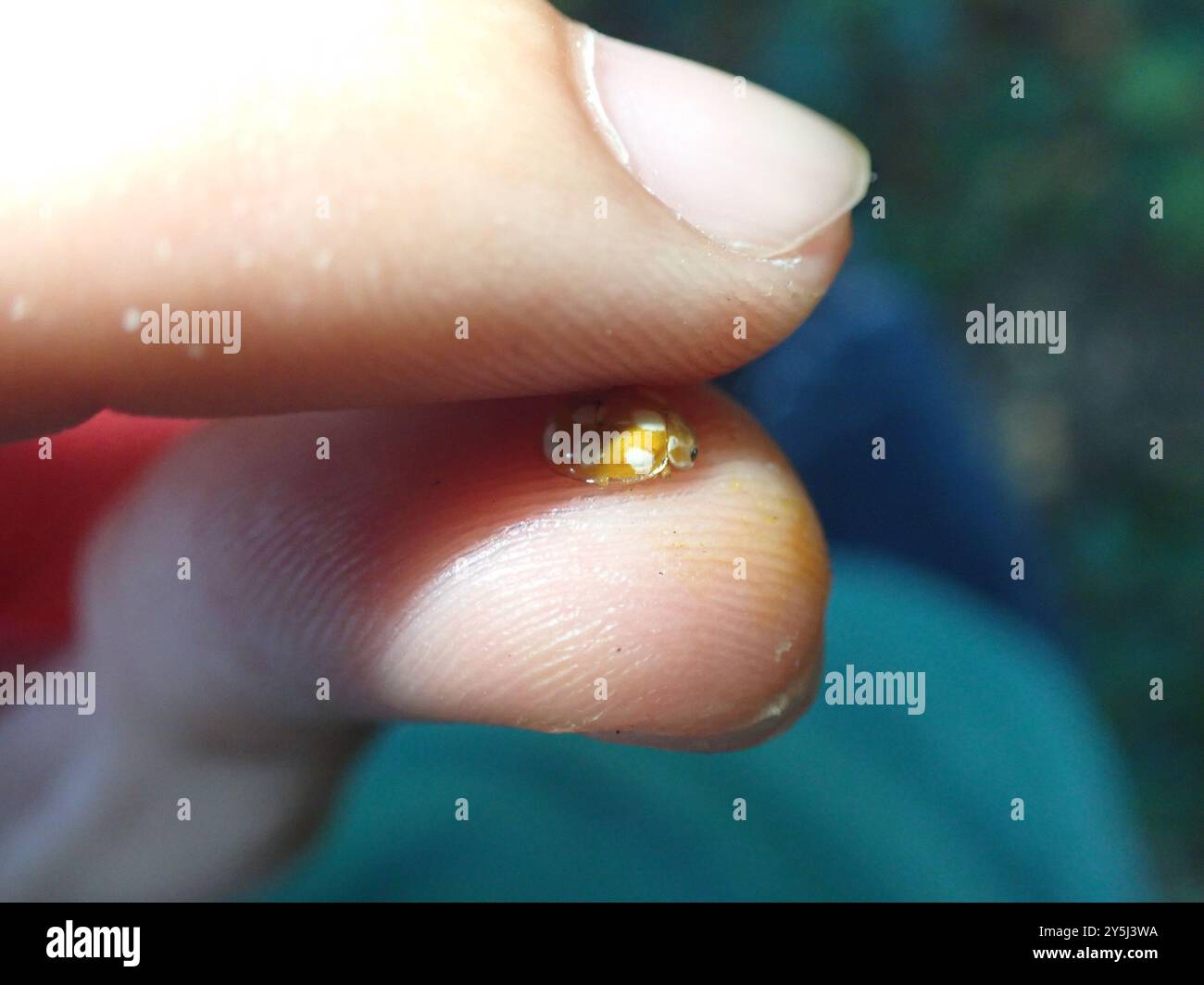 Little Arboreal Lady Beetle (Calvia decemguttata) Insecta Stock Photo ...