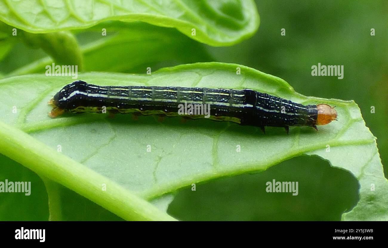 Southern Armyworm Moth (Spodoptera eridania) Insecta Stock Photo - Alamy