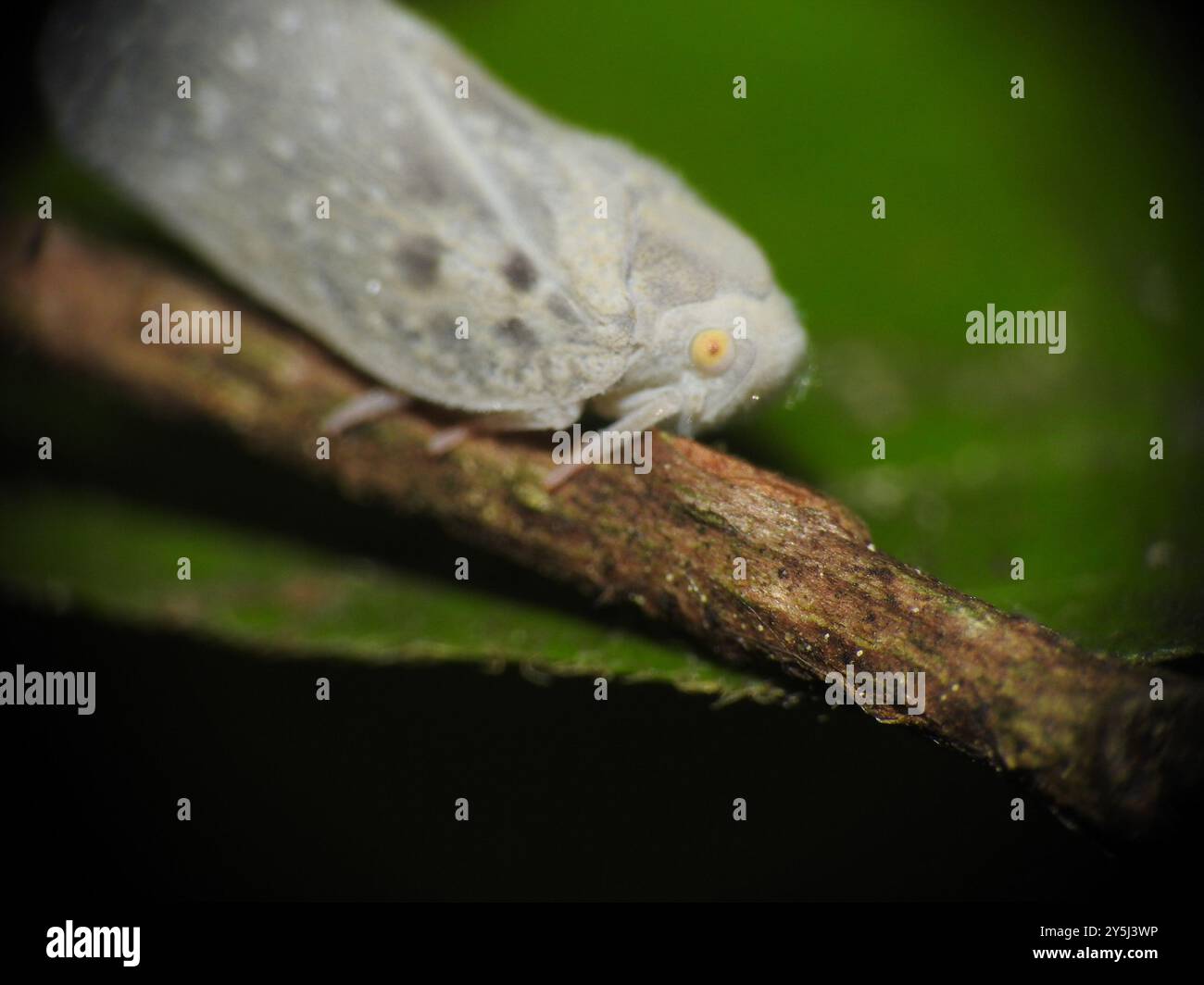 Citrus Flatid Planthopper (Metcalfa pruinosa) Insecta Stock Photo - Alamy