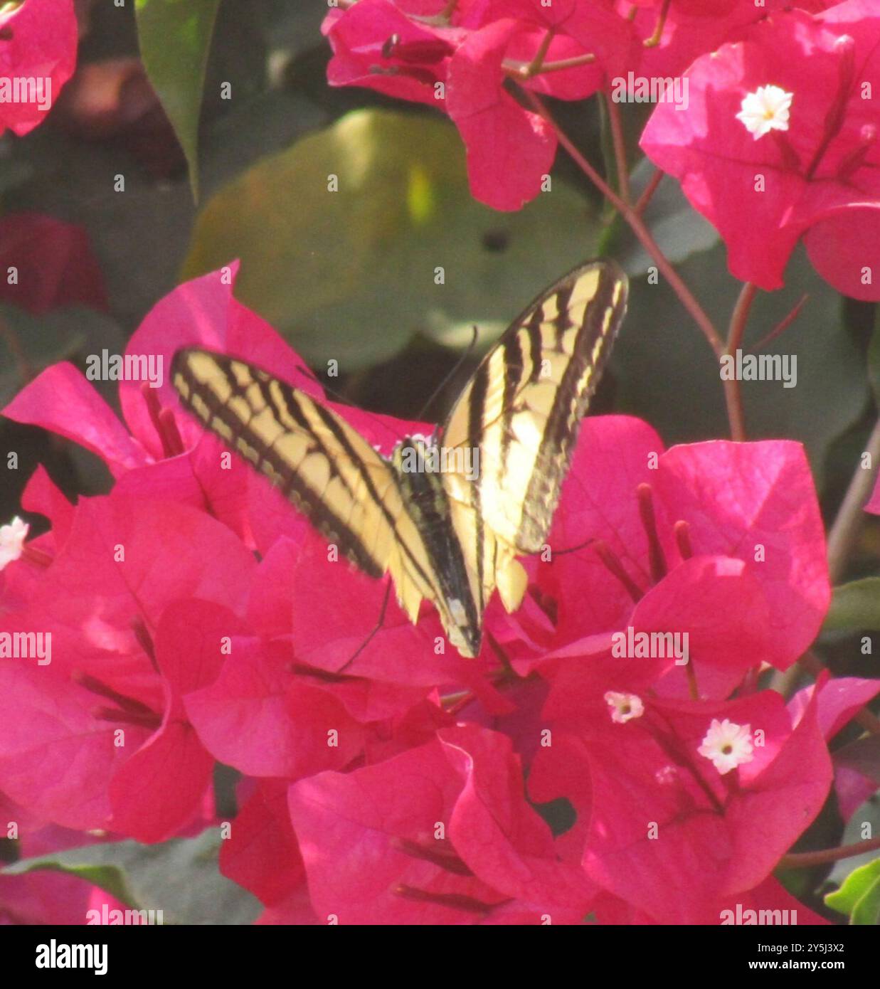 Western Tiger Swallowtail (Papilio rutulus) Insecta Stock Photo - Alamy