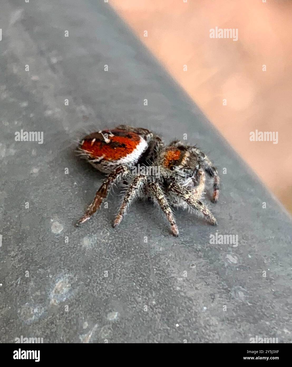 Phidippus carneus hi-res stock photography and images - Alamy