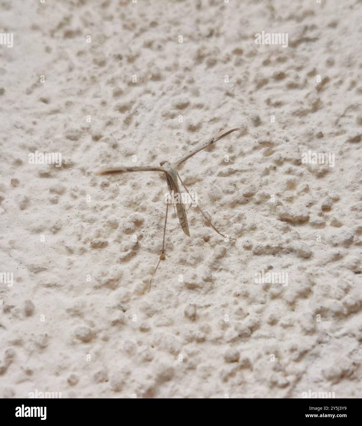 Morning-glory Plume Moth (Emmelina monodactyla) Insecta Stock Photo - Alamy