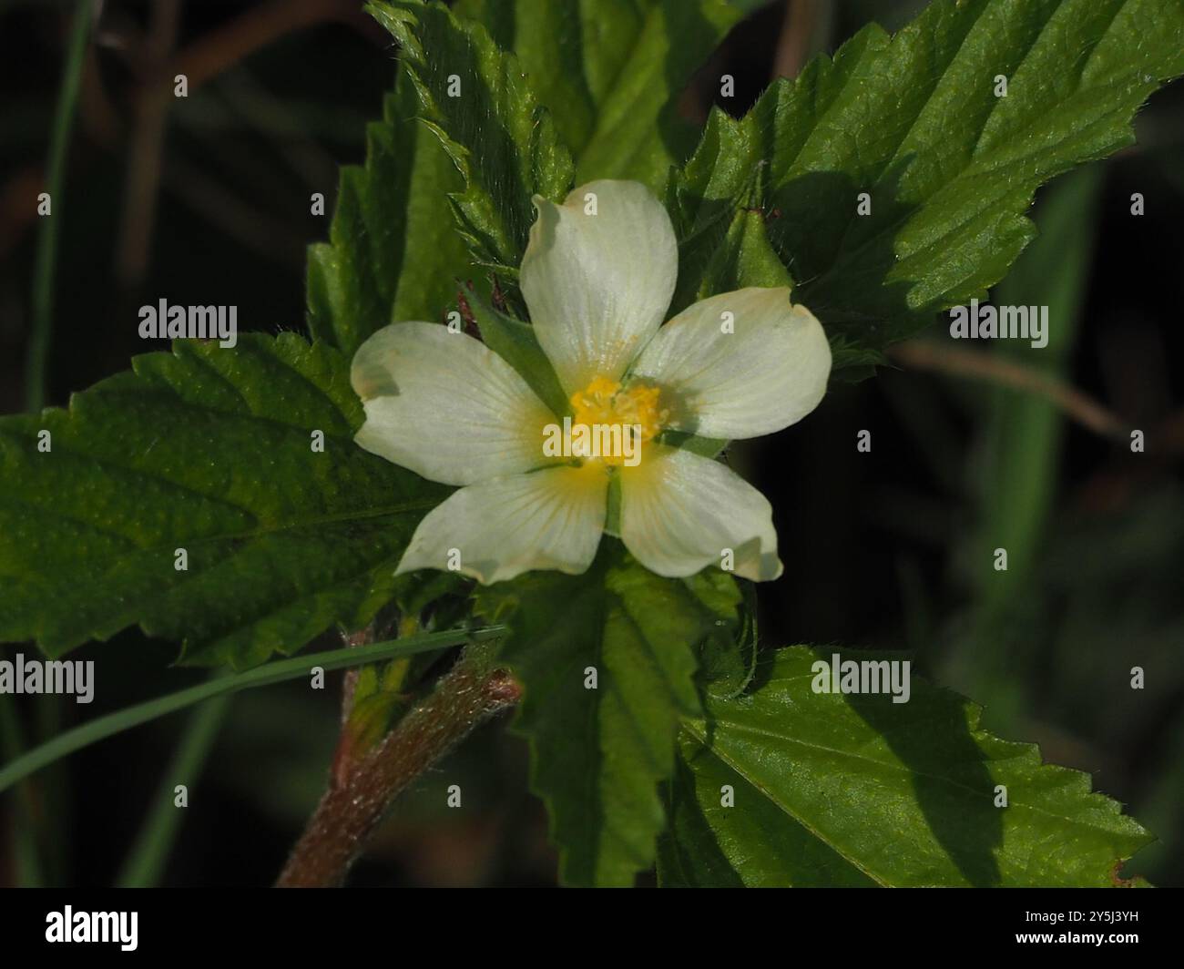 three-lobe false mallow (Malvastrum coromandelianum) Plantae Stock ...