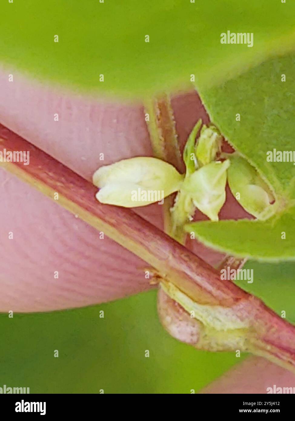 vascular plants (Tracheophyta) Plantae Stock Photo - Alamy