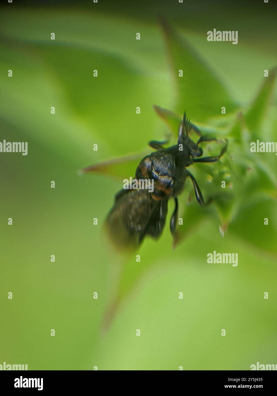(Ripiphorus fasciatus) Insecta Stock Photo - Alamy
