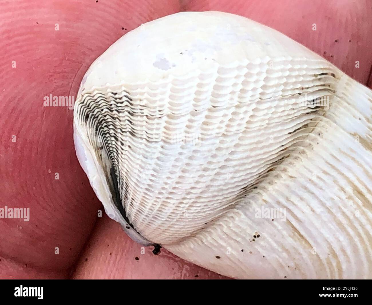 Flat-tip Piddock (Penitella penita) Mollusca Stock Photo - Alamy