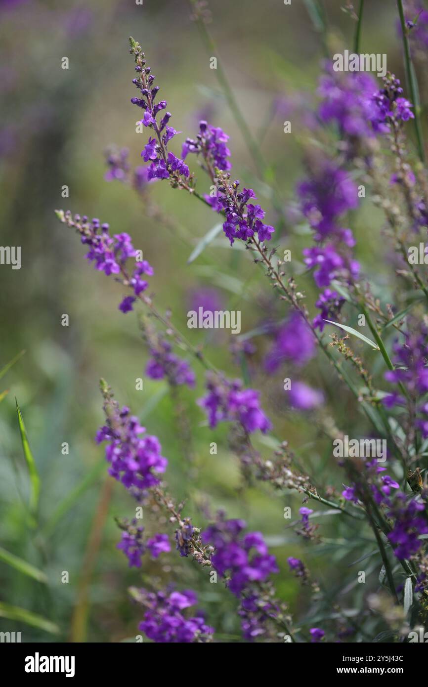 Purple Toadflax (Linaria purpurea) Plantae Stock Photo - Alamy
