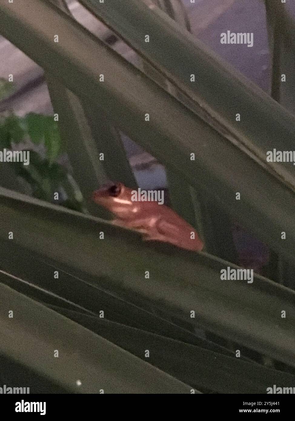 Cuban Tree Frog (Osteopilus septentrionalis) Amphibia Stock Photo - Alamy