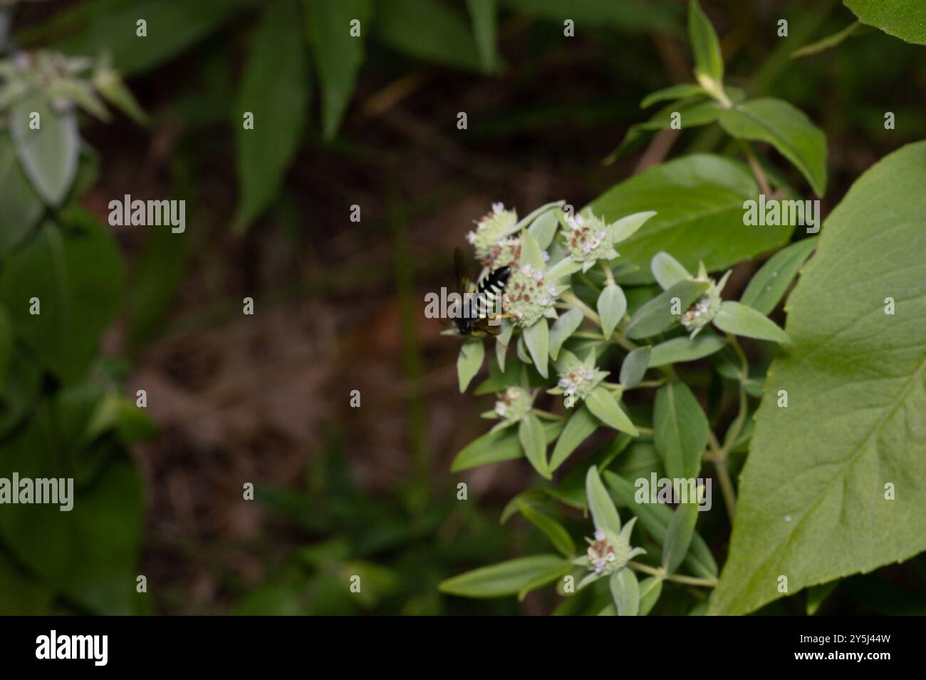 Four-banded Stink Bug Wasp (Bicyrtes quadrifasciatus) Insecta Stock ...