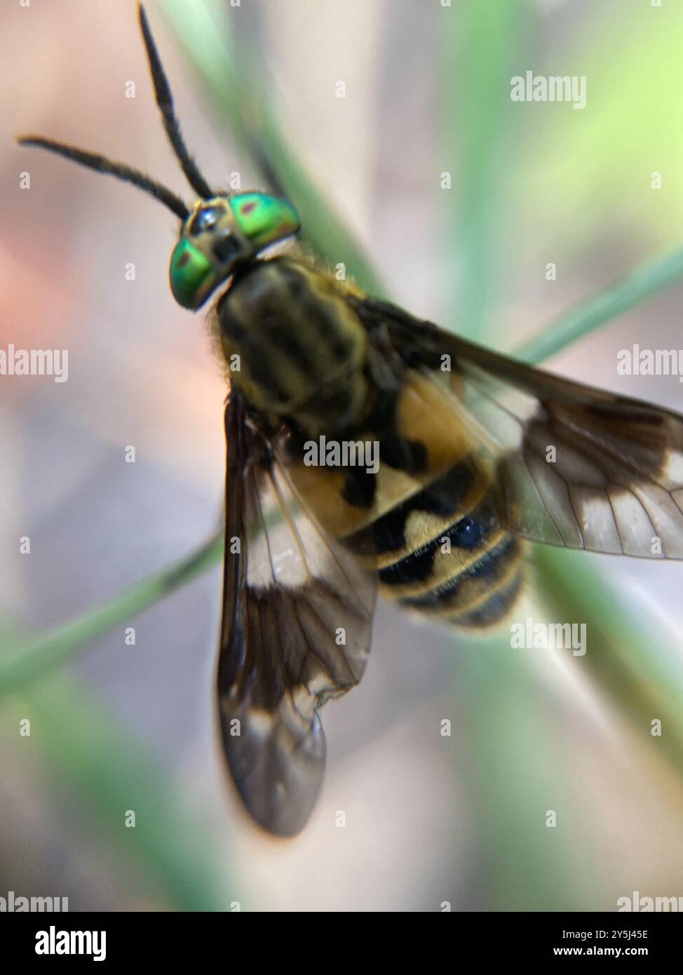 Twin-lobed Deer Fly (Chrysops relictus) Insecta Stock Photo - Alamy
