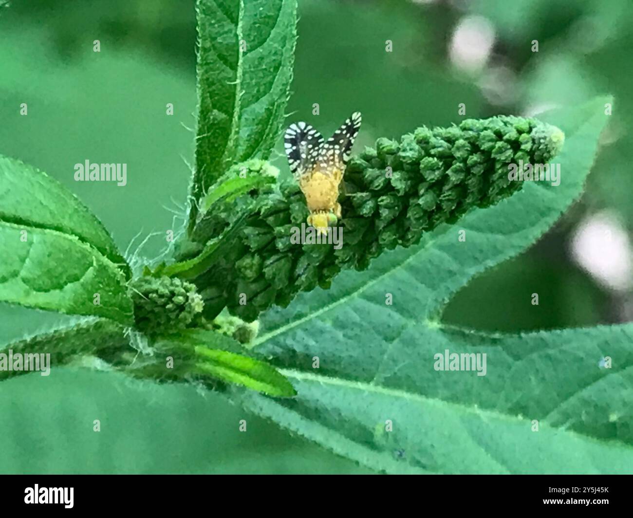 Giant Ragweed Fruit Fly (Euaresta festiva) Insecta Stock Photo - Alamy
