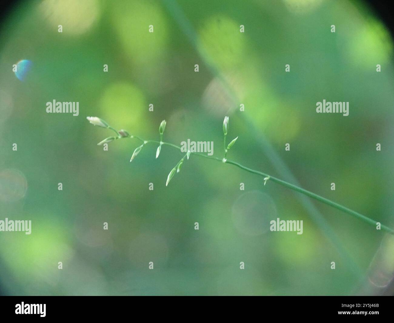 Canada bluegrass (Poa compressa) Plantae Stock Photo - Alamy