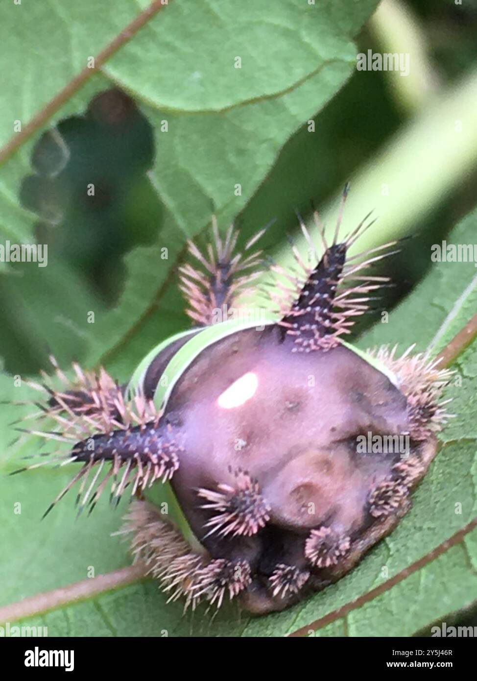 Saddleback Caterpillar Moth (Acharia stimulea) Insecta Stock Photo - Alamy