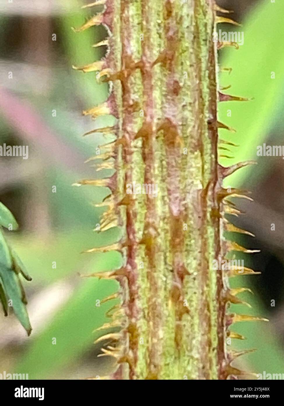 littleleaf sensitive-briar (Mimosa microphylla) Plantae Stock Photo - Alamy