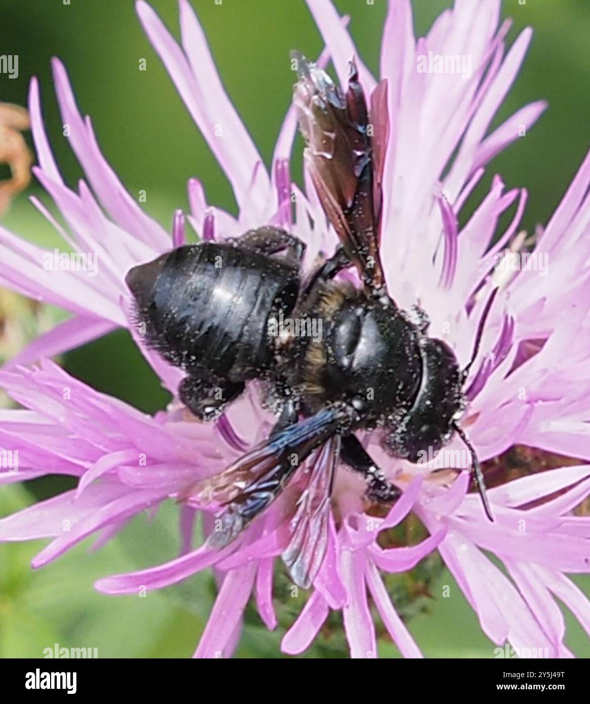 Carpenter-mimic Leafcutter Bee (Megachile xylocopoides) Insecta Stock ...