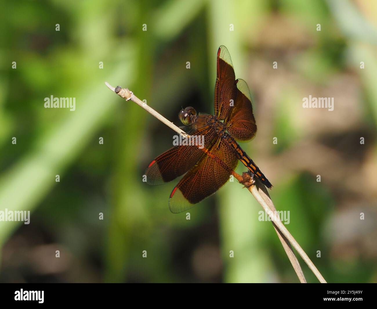 (Neurothemis taiwanensis) Insecta Stock Photo - Alamy