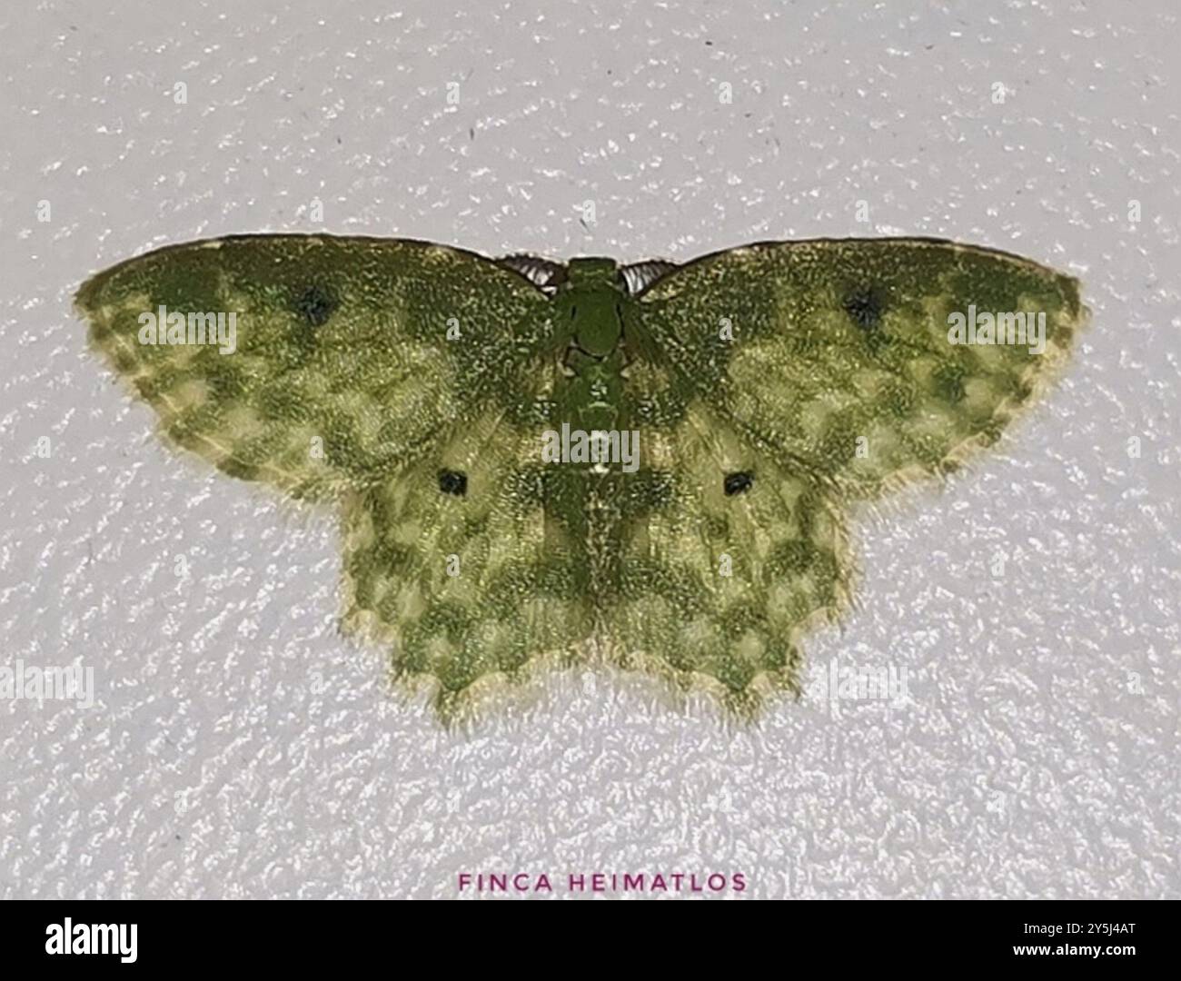 Emerald Moths (Geometrinae) Insecta Stock Photo - Alamy
