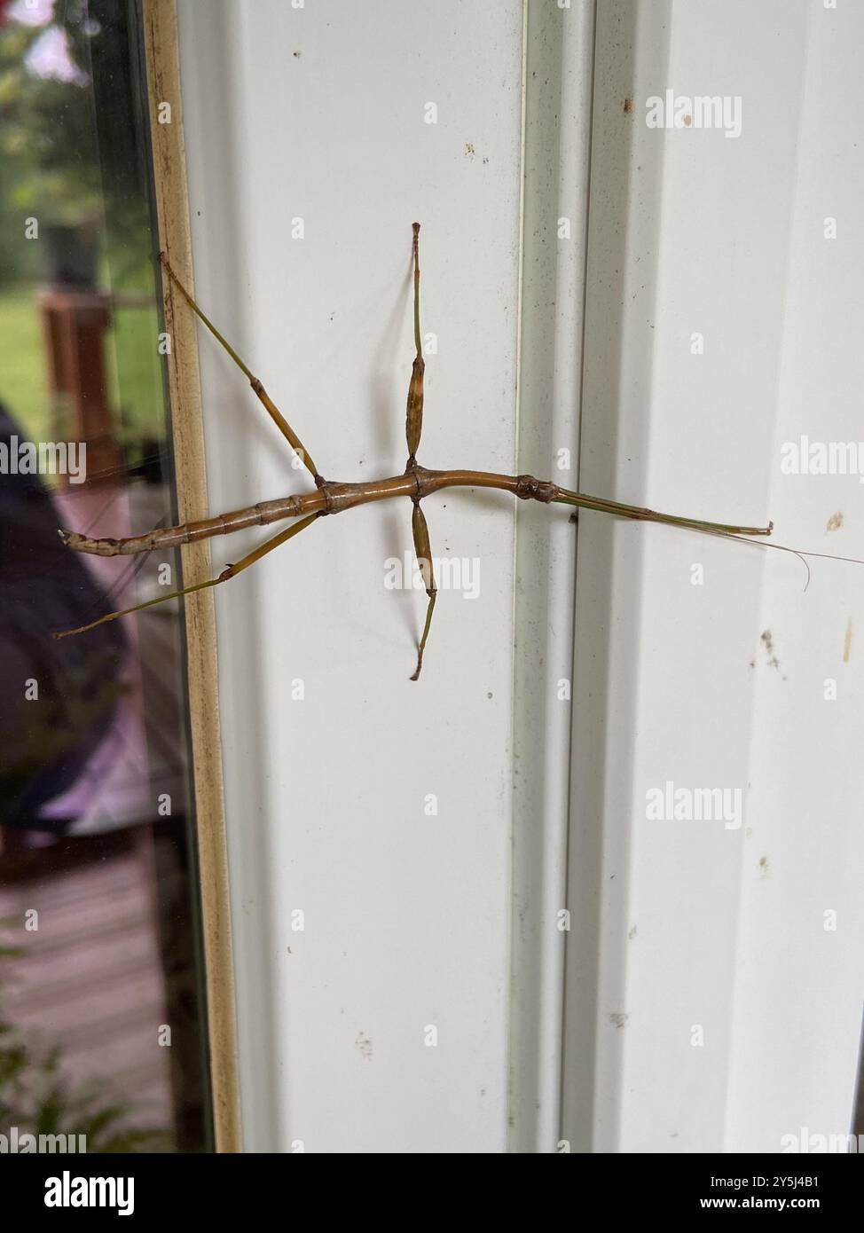 Northern Walkingstick (Diapheromera femorata) Insecta Stock Photo - Alamy