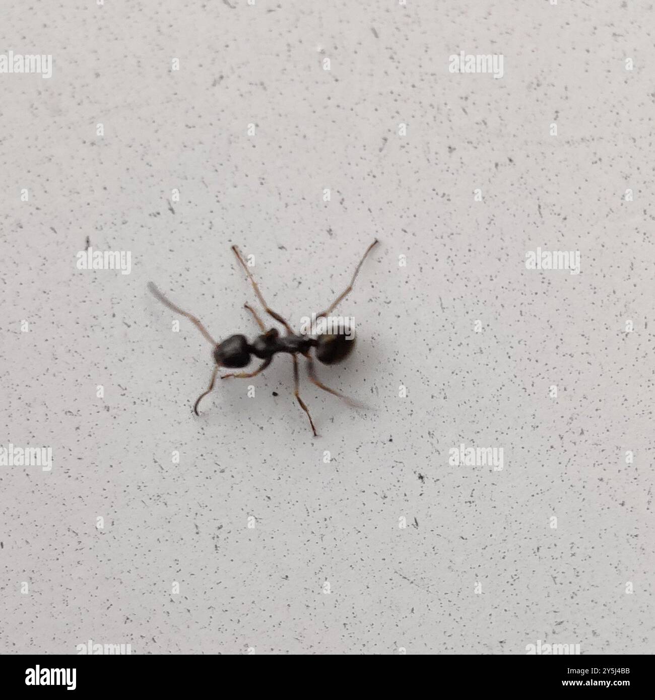 Wood, Mound, and Field Ants (Formica) Insecta Stock Photo - Alamy
