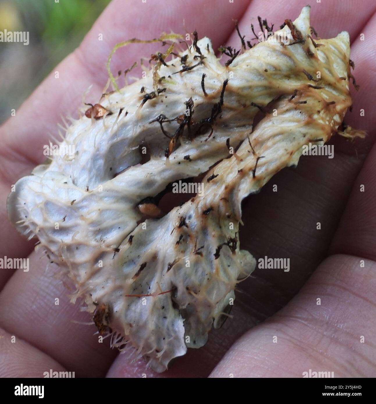 scaly pelt lichen (Peltigera praetextata) Fungi Stock Photo - Alamy